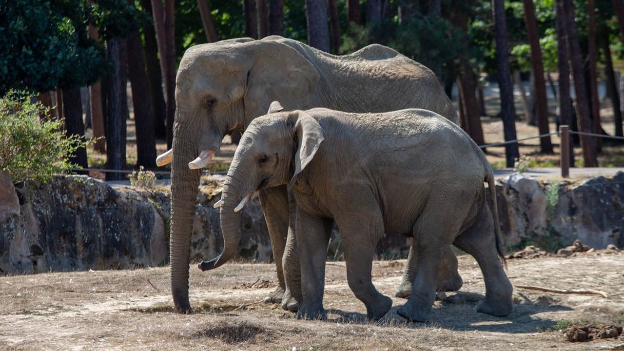 Le zoo du Mans : Un voyage familial entre faune et flore. - Les Gens De Mer